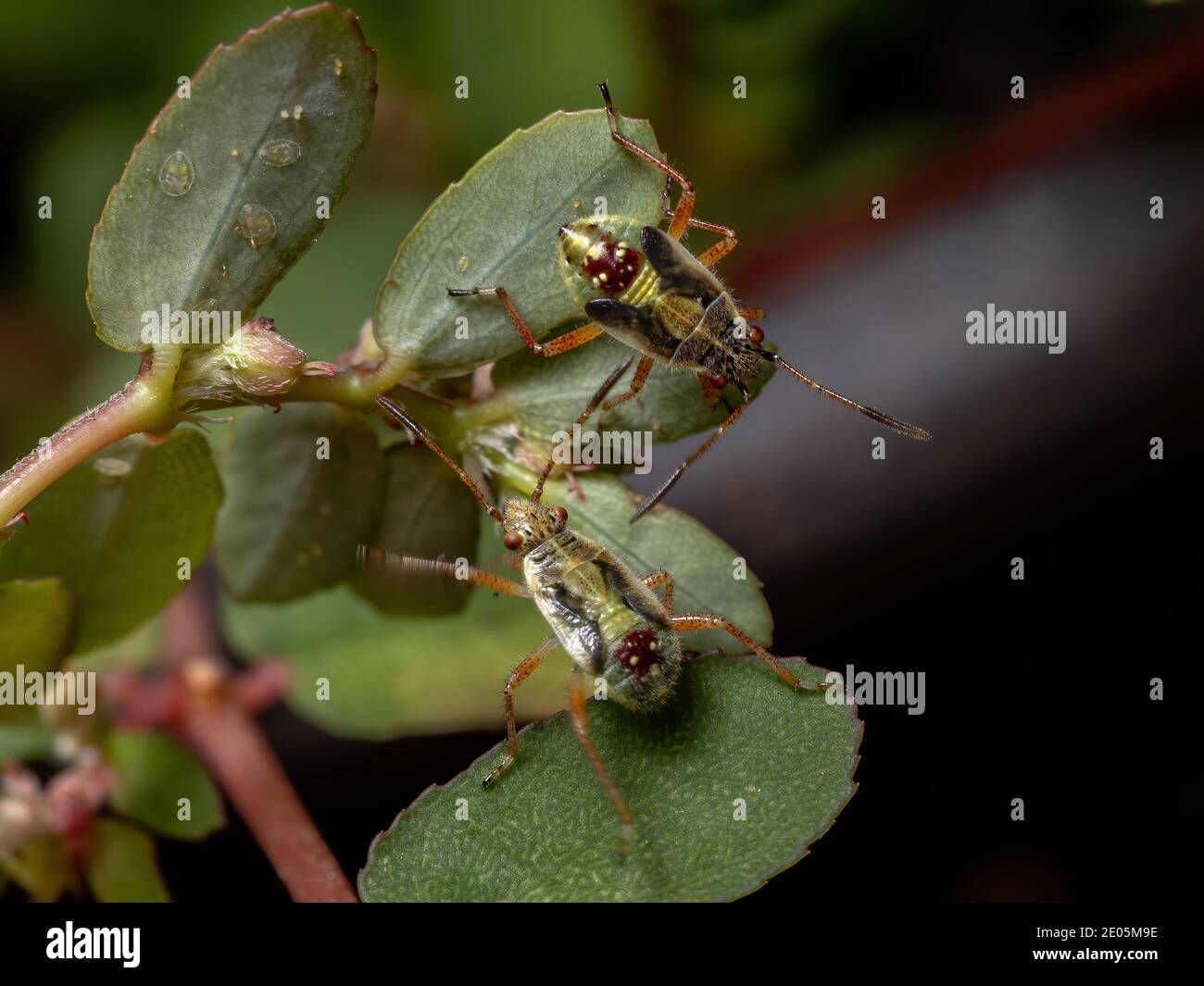 Red True Bugs nymph of the Suborder Heteroptera Stock Photo - Alamy