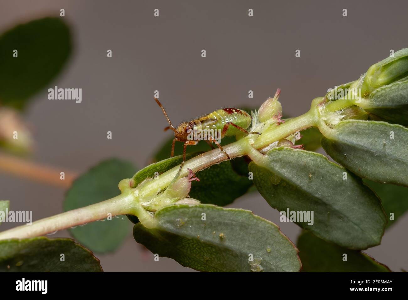 Red True Bugs nymph of the Suborder Heteroptera Stock Photo - Alamy