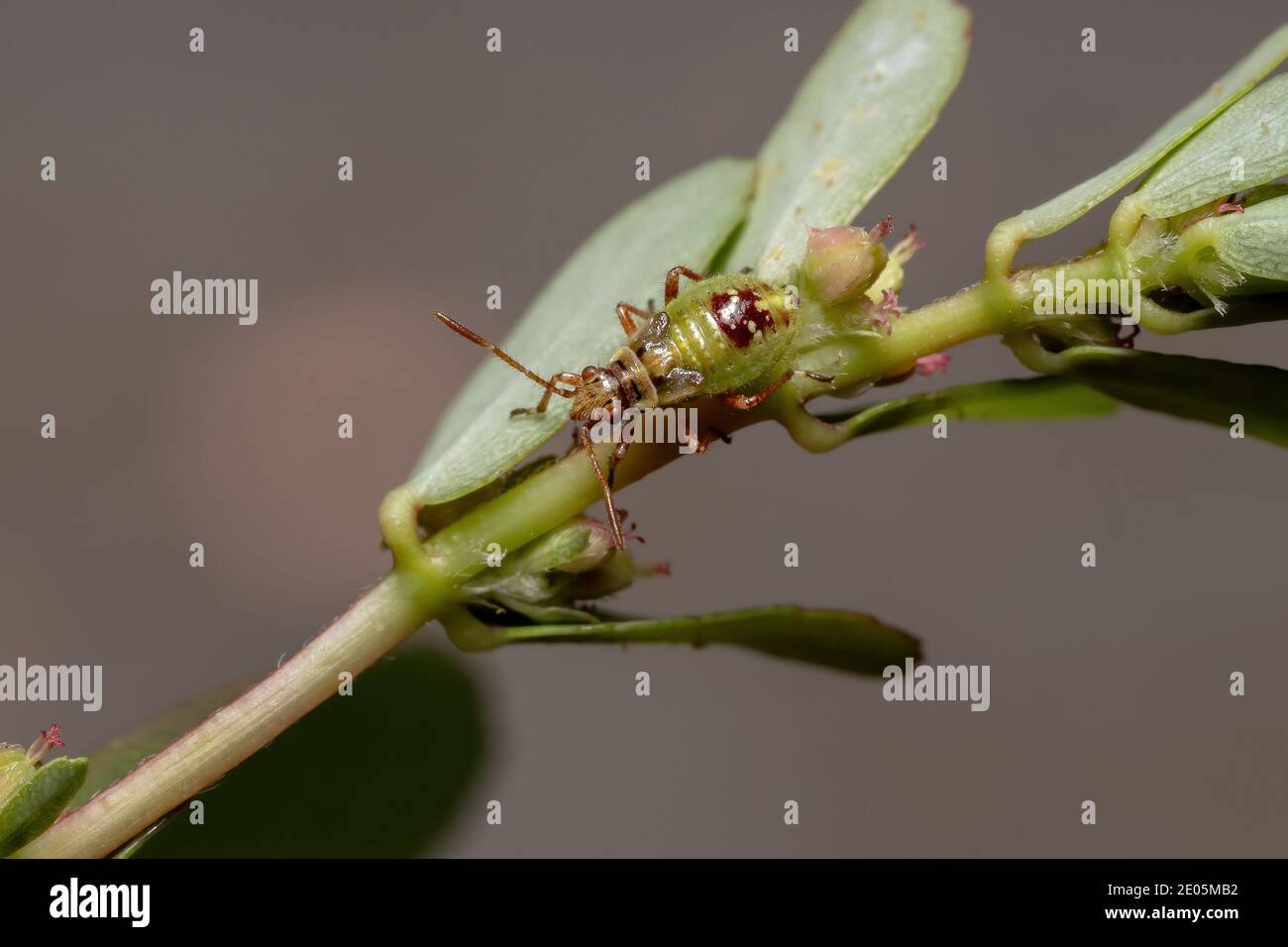 Red True Bugs nymph of the Suborder Heteroptera Stock Photo - Alamy