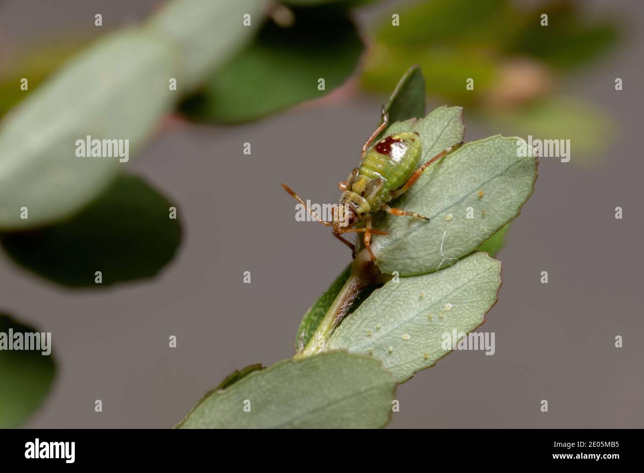 Red True Bugs nymph of the Suborder Heteroptera Stock Photo - Alamy