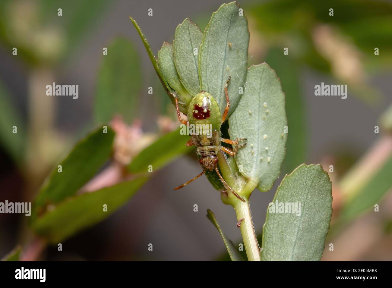 Red True Bugs nymph of the Suborder Heteroptera Stock Photo - Alamy