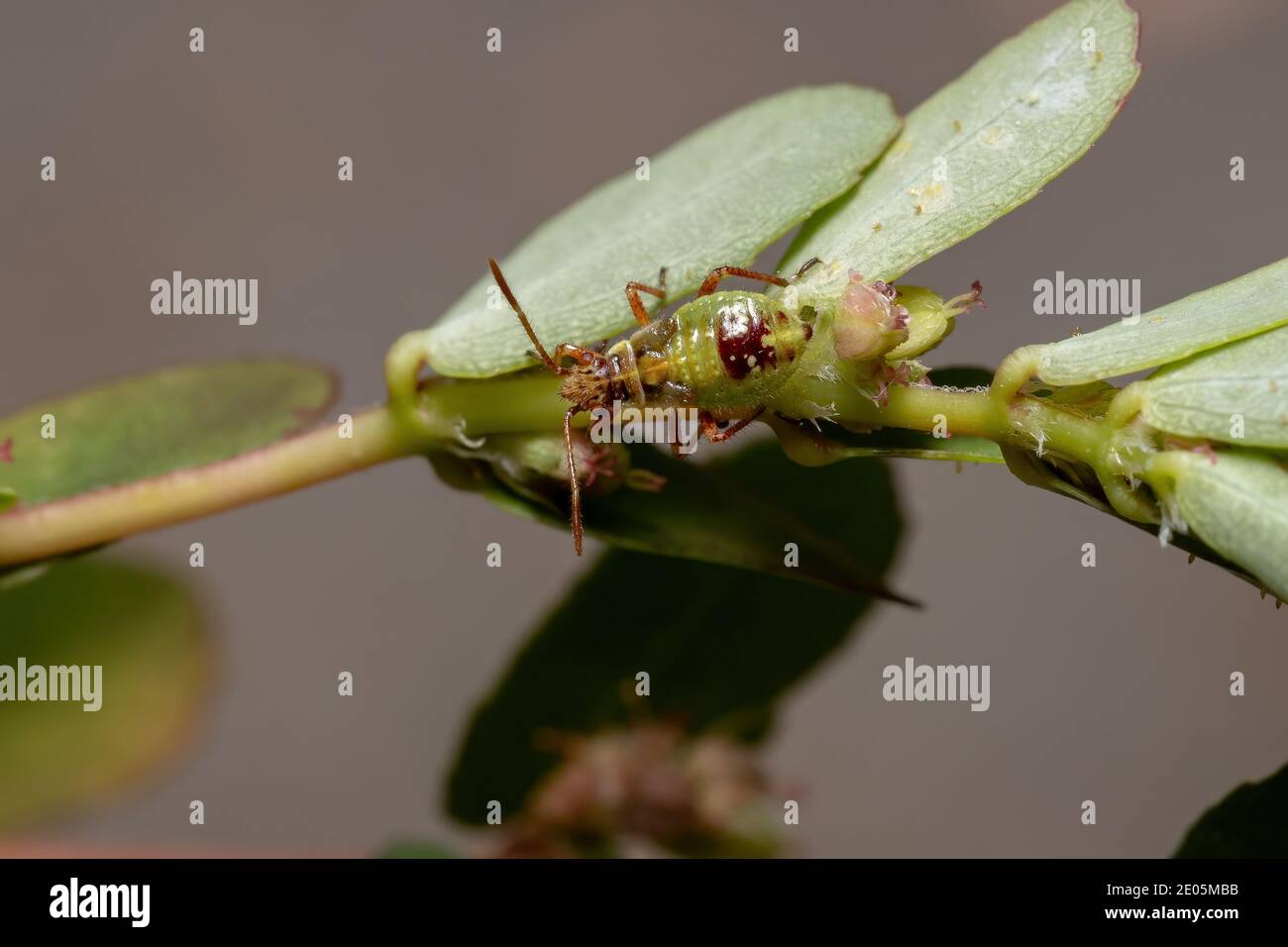 Red True Bugs nymph of the Suborder Heteroptera Stock Photo - Alamy