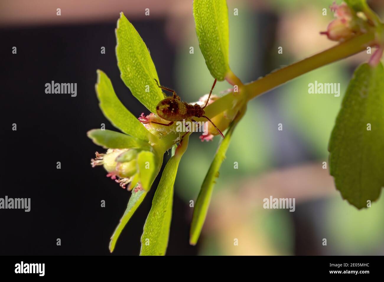 Red True Bugs nymph of the Suborder Heteroptera Stock Photo - Alamy
