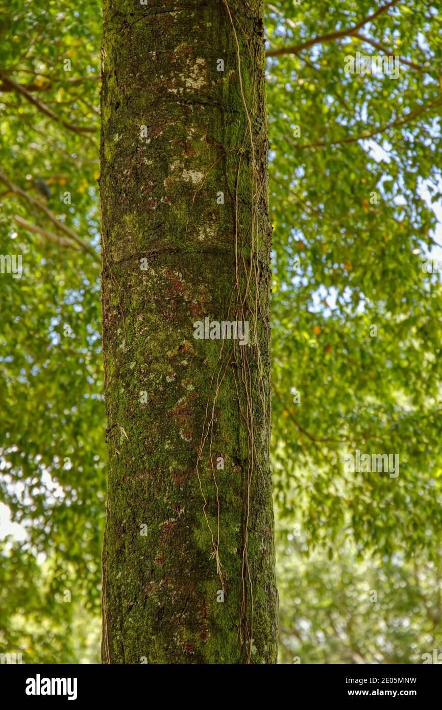 Bryophyte detail hi-res stock photography and images - Alamy