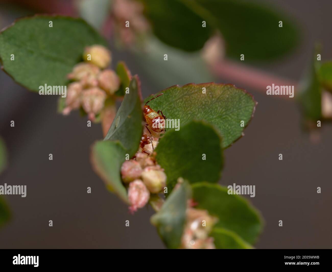 Red True Bugs nymph of the Suborder Heteroptera Stock Photo - Alamy