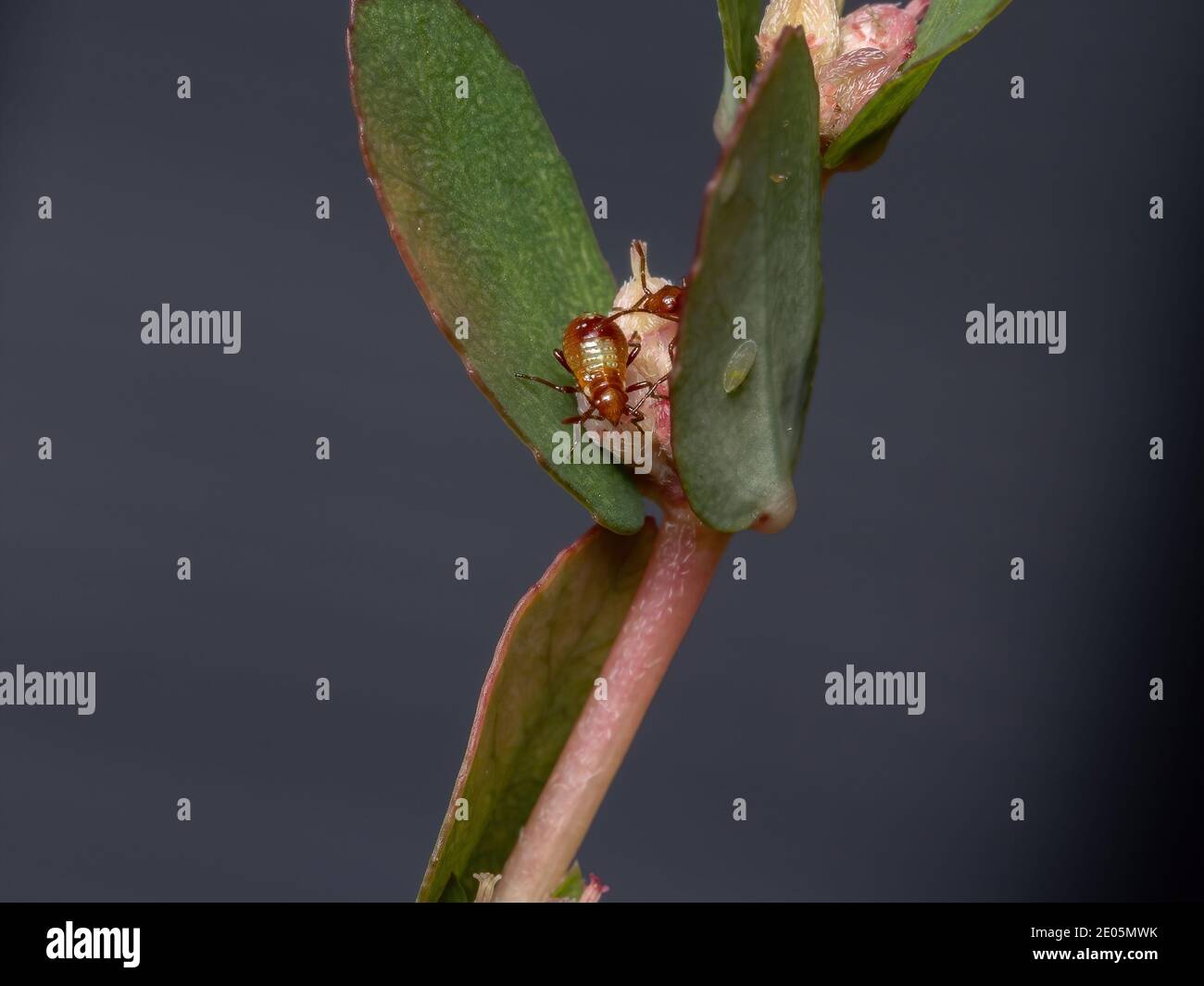 Red True Bugs nymph of the Suborder Heteroptera Stock Photo - Alamy