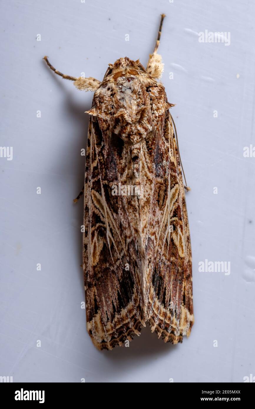 Armyworm moth hi-res stock photography and images - Alamy