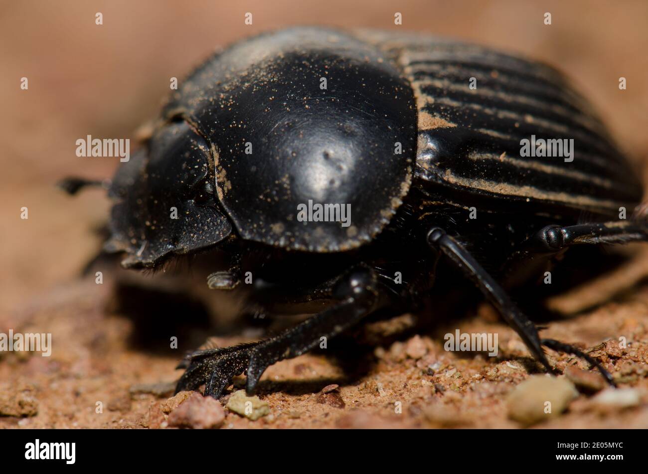 Scarabaeus laticollis hi-res stock photography and images - Alamy