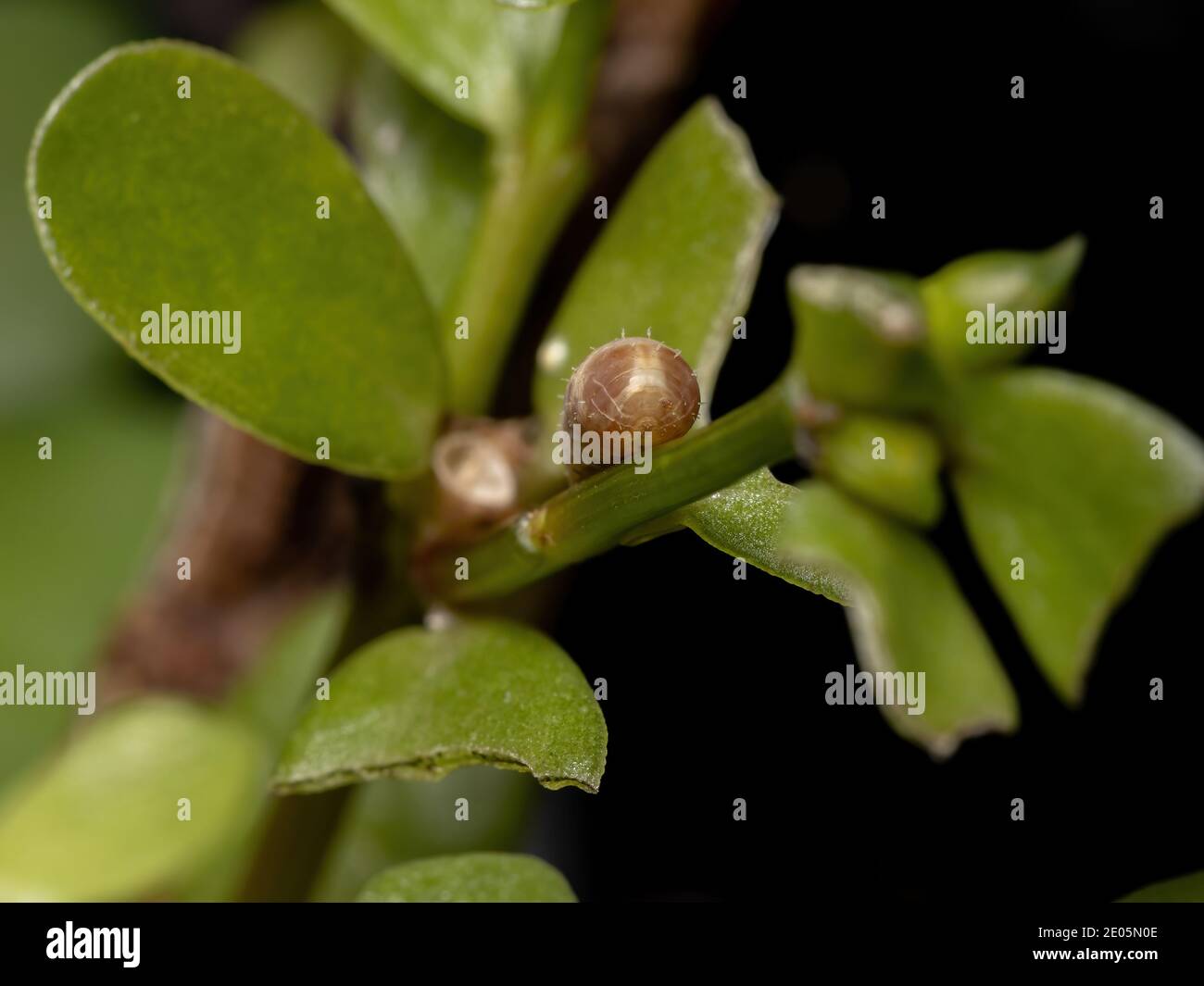 Hoverfly pupa hi-res stock photography and images - Alamy