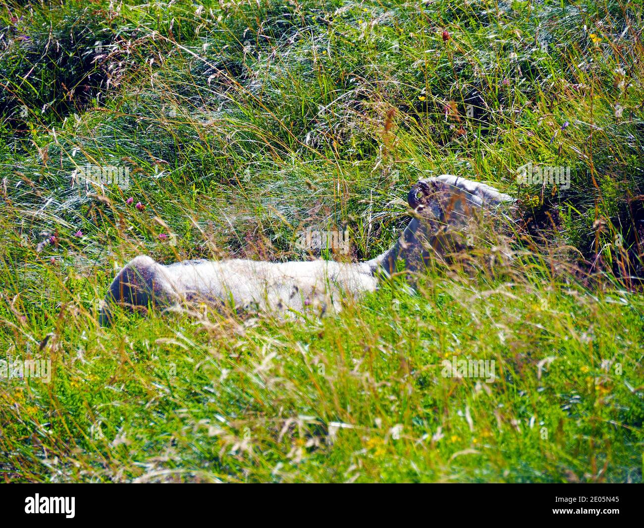 Hidden sheep in the grass Stock Photo - Alamy
