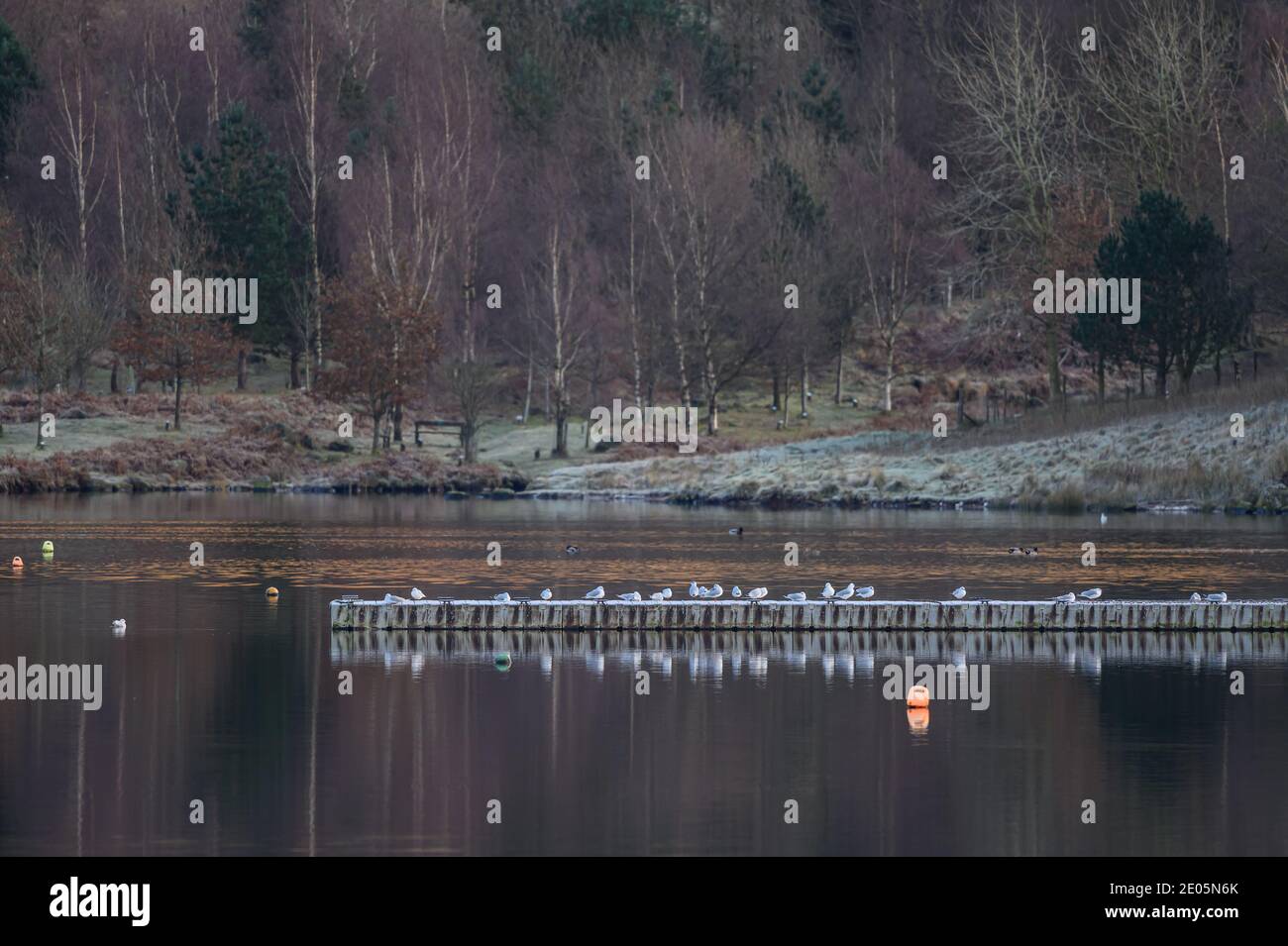 Dovestone Reservoir, Oldham, Lancashire Stock Photo - Alamy