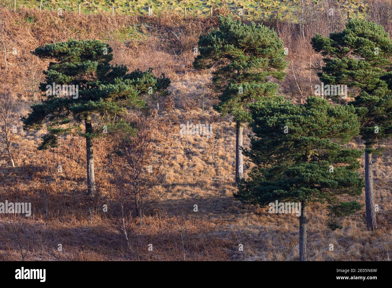 Scots Pine Trees, Dovestone Reservoir, Oldham, Lancashire Stock Photo ...