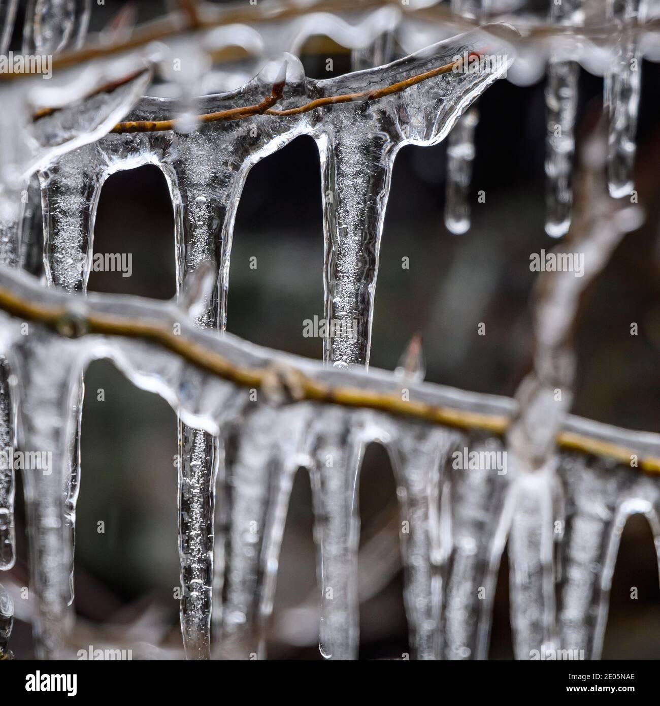 Icicles and stream at Dovestone Reservoir, Oldham, Lancashire Stock ...