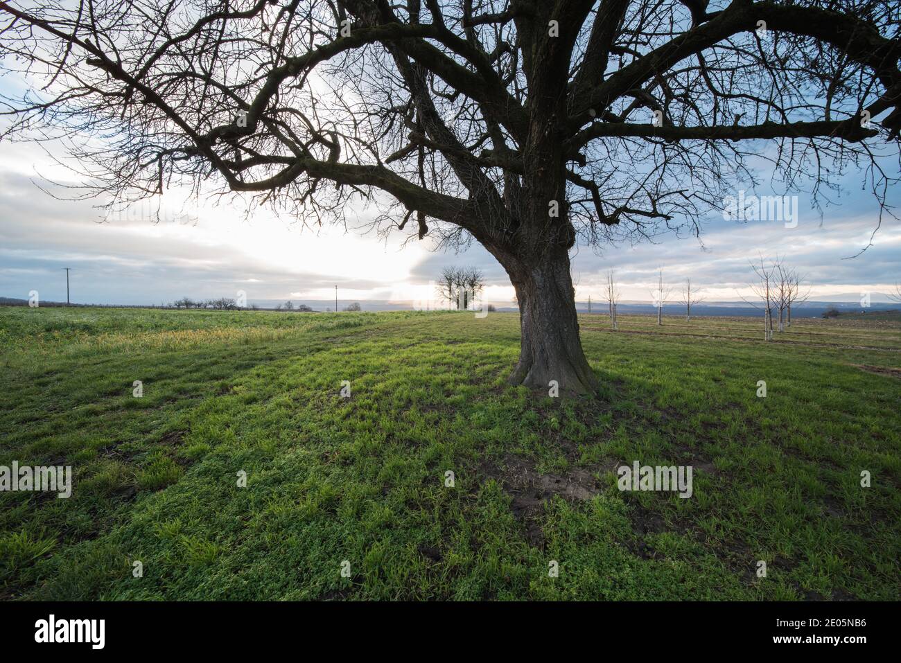 Beautiful trees in central hi-res stock photography and images - Alamy
