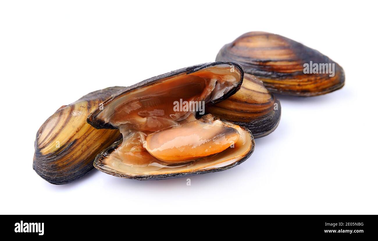 Mussels close up on a white background . Seafood Stock Photo - Alamy