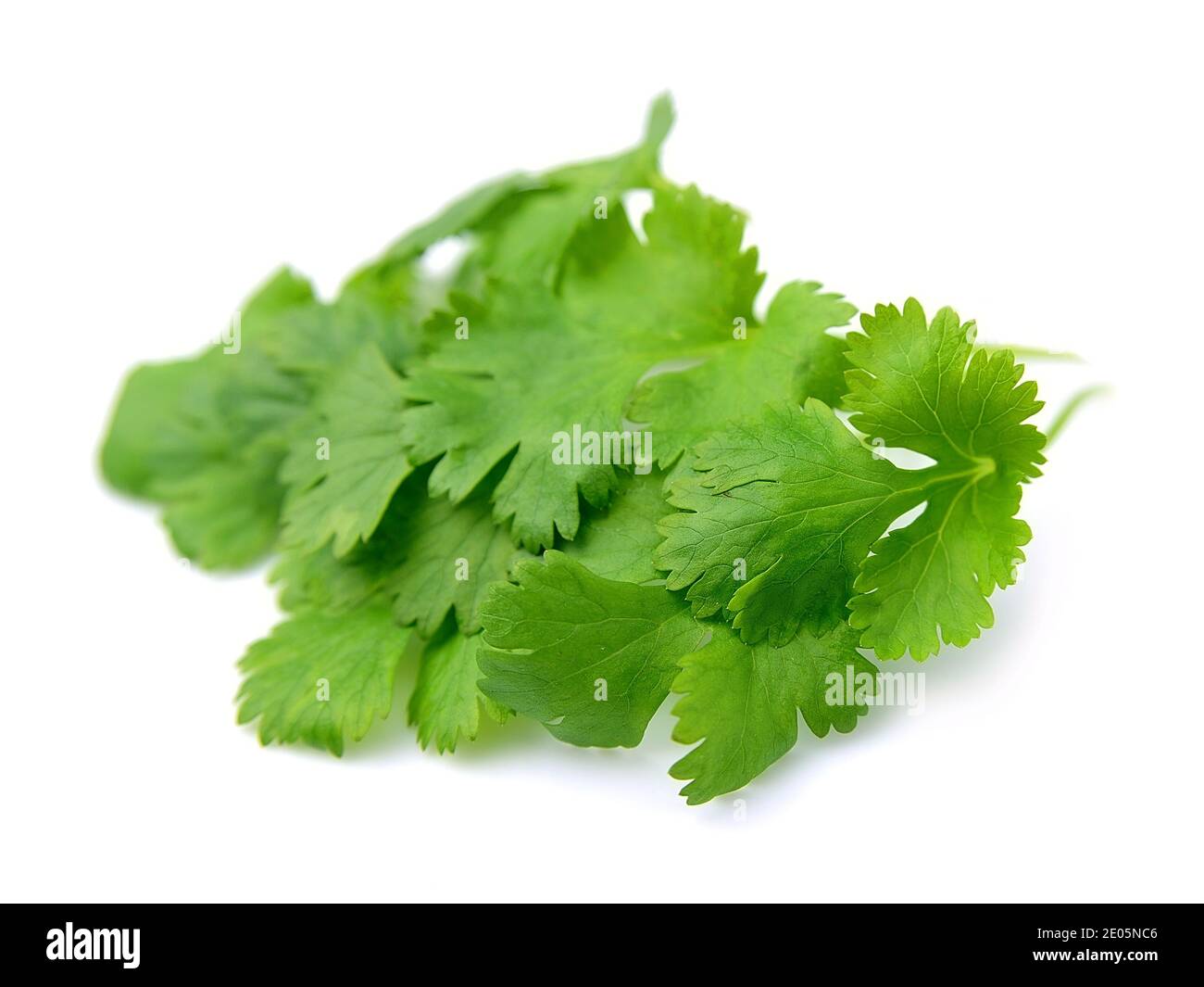 Cilantro plant up close garden Cut Out Stock Images & Pictures - Alamy
