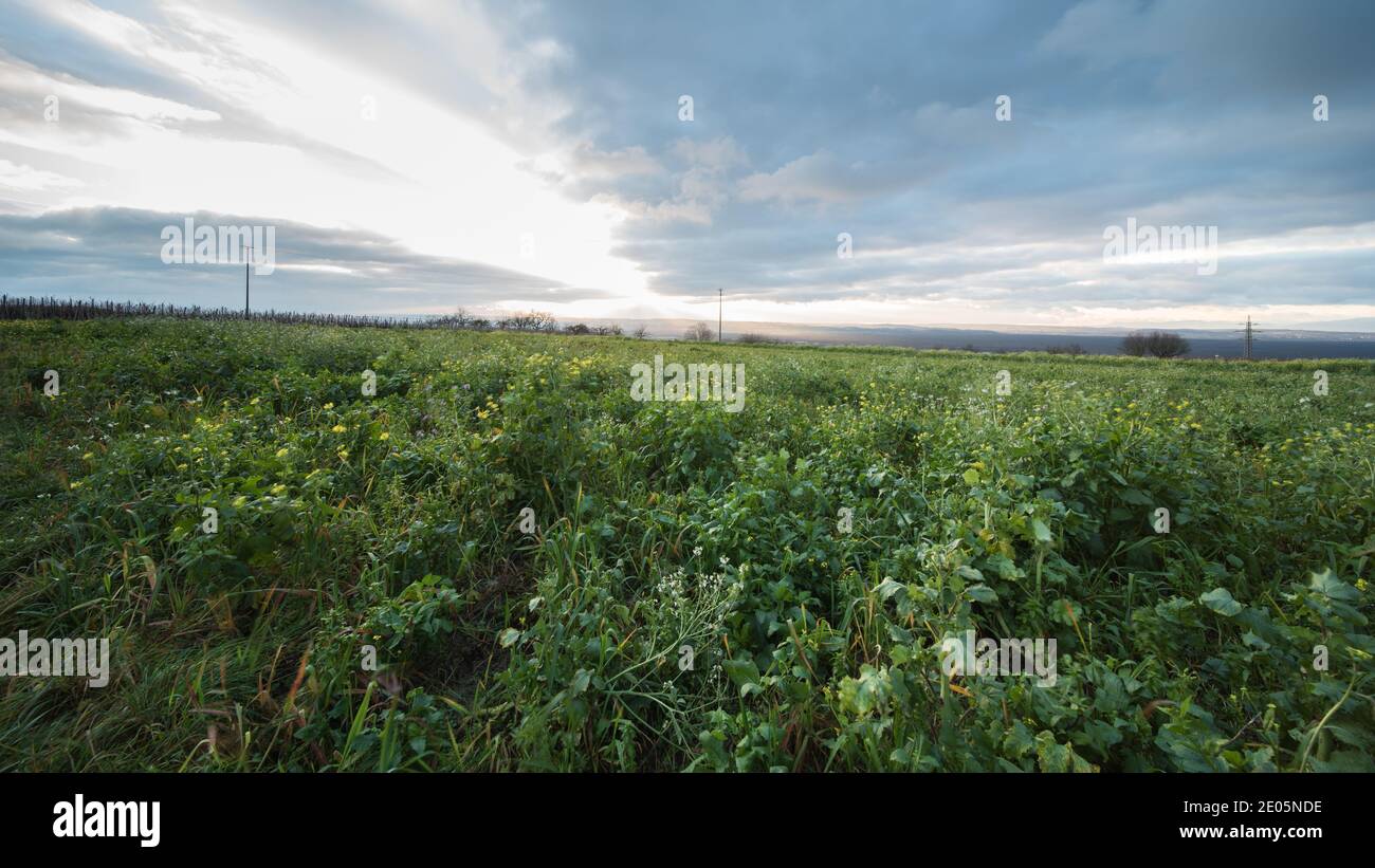 plantations with fruit trees in central europe in winter Stock Photo ...