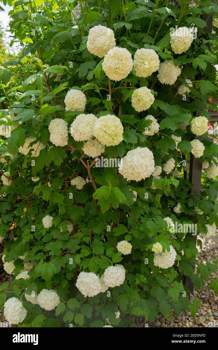 Snowball shrub, the Viburnum opulus in bloom Stock Photo - Alamy