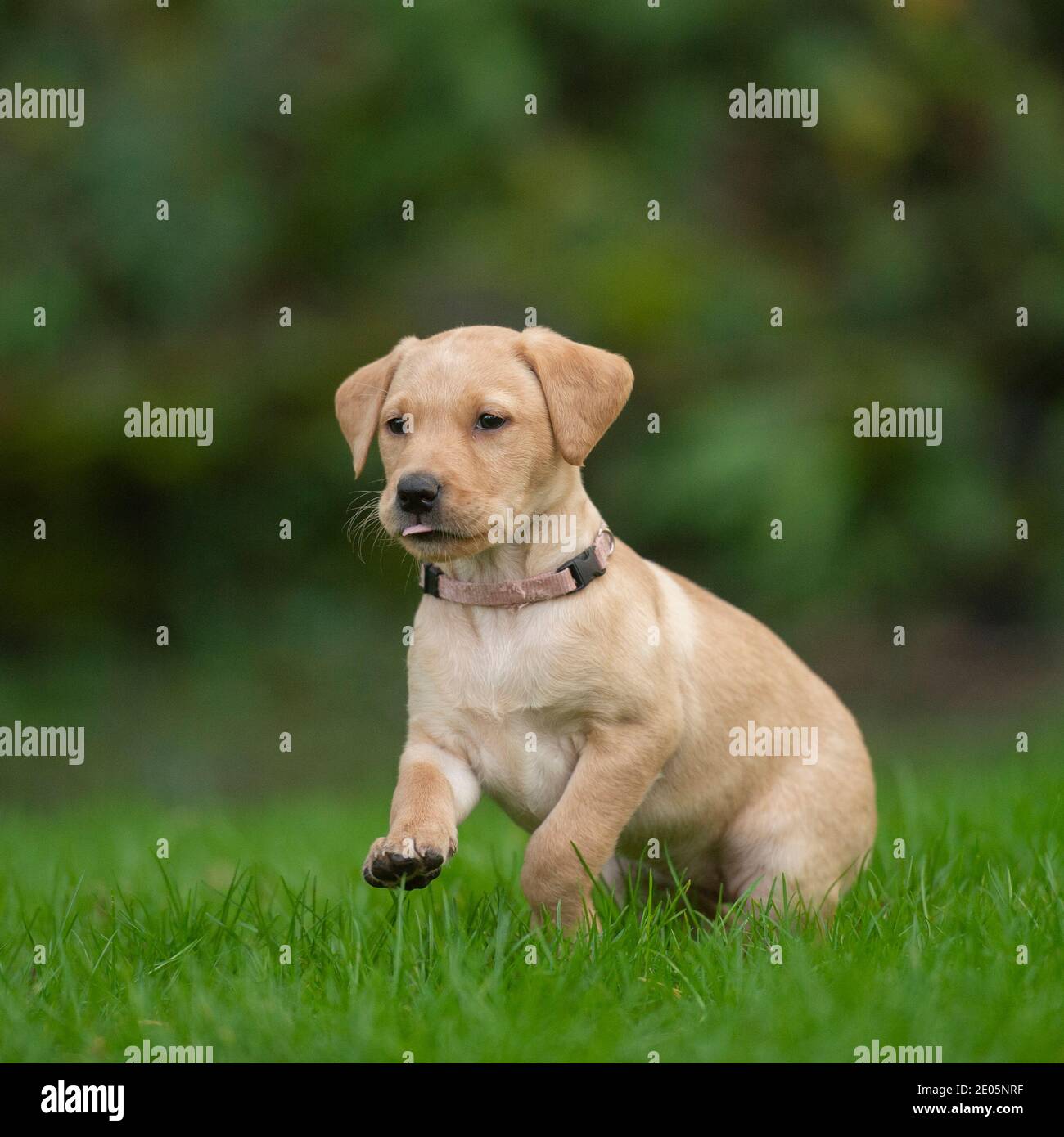 Labrador Side Profile High Resolution Stock Photography and Images - Alamy