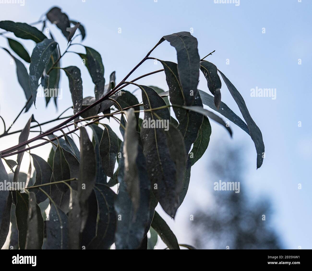 Eucalyptus Gunnii tree Stock Photo - Alamy