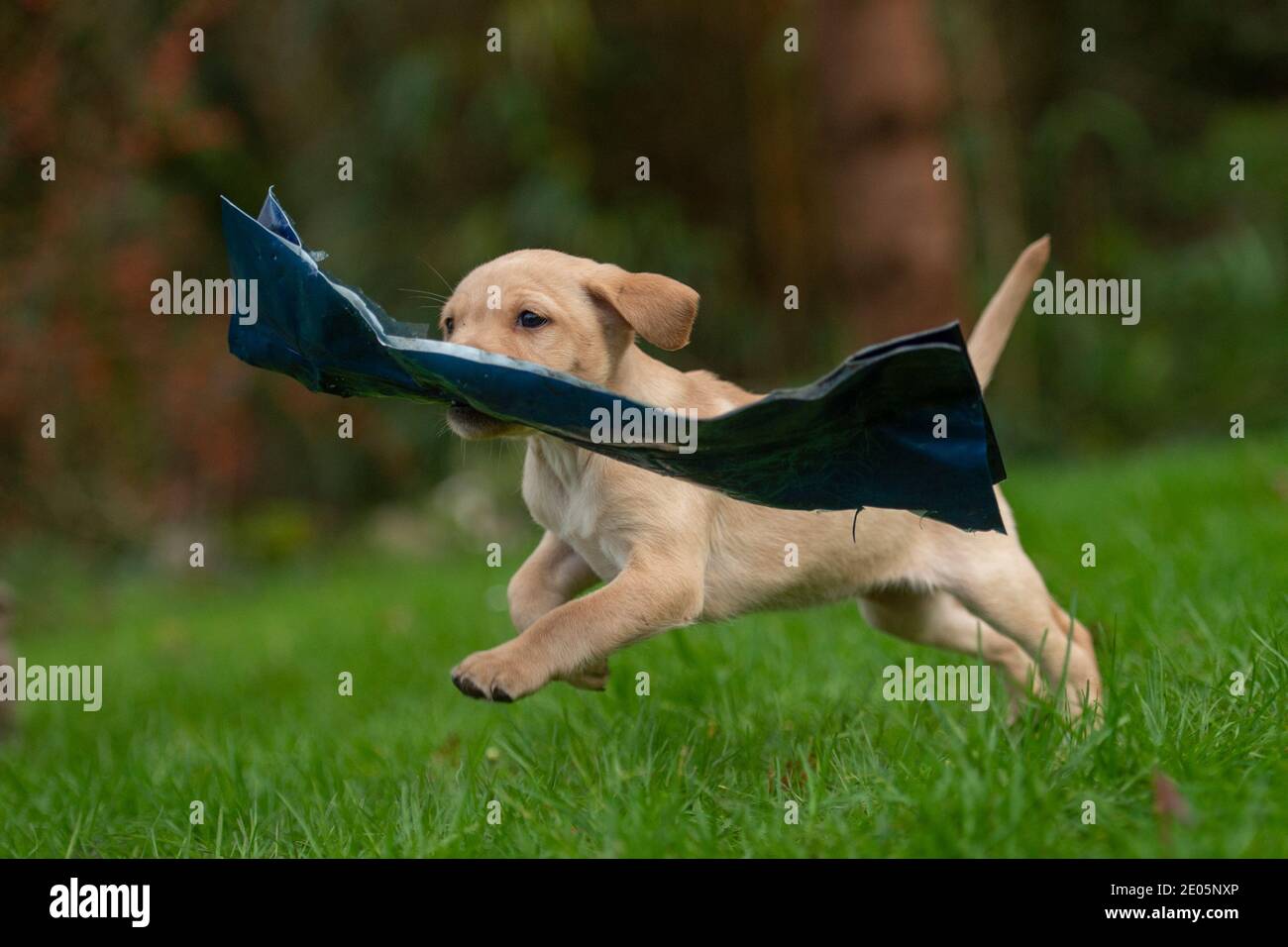 Labrador playing with toy hi-res stock photography and images - Alamy