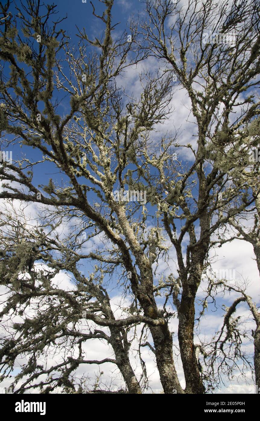 Dead evergreen oak Quercus ilex rotundifolia covered by lichens. Cerro ...