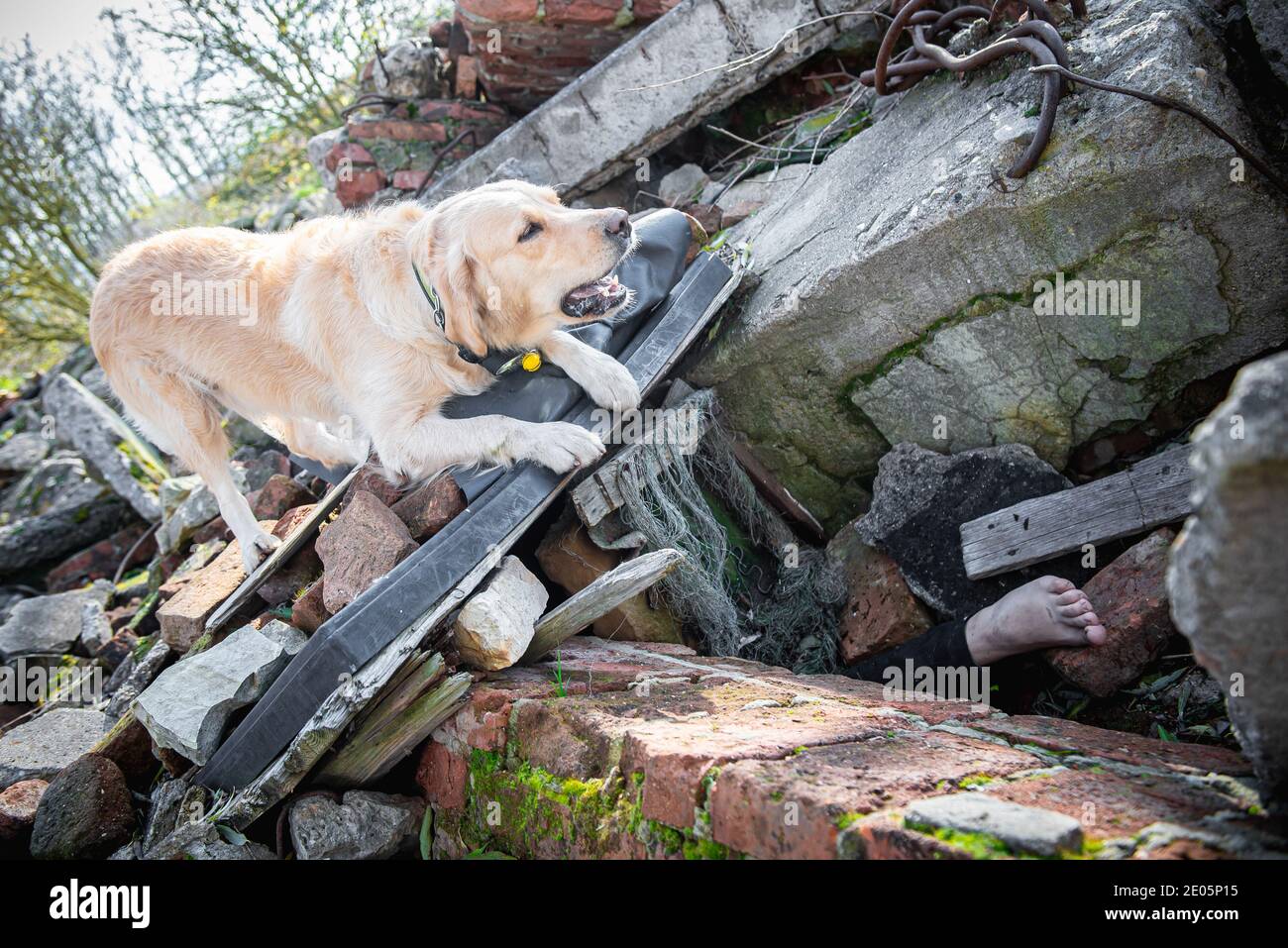 Dog looking for injured people in ruins after earthquake Stock Photo ...