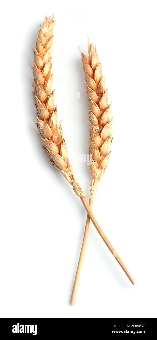Wheat isolated on white backgrounds Stock Photo - Alamy