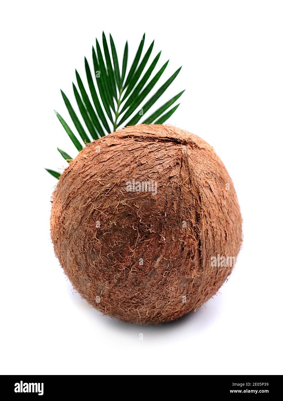One coconut with leaves isolated on white backgrounds Stock Photo - Alamy