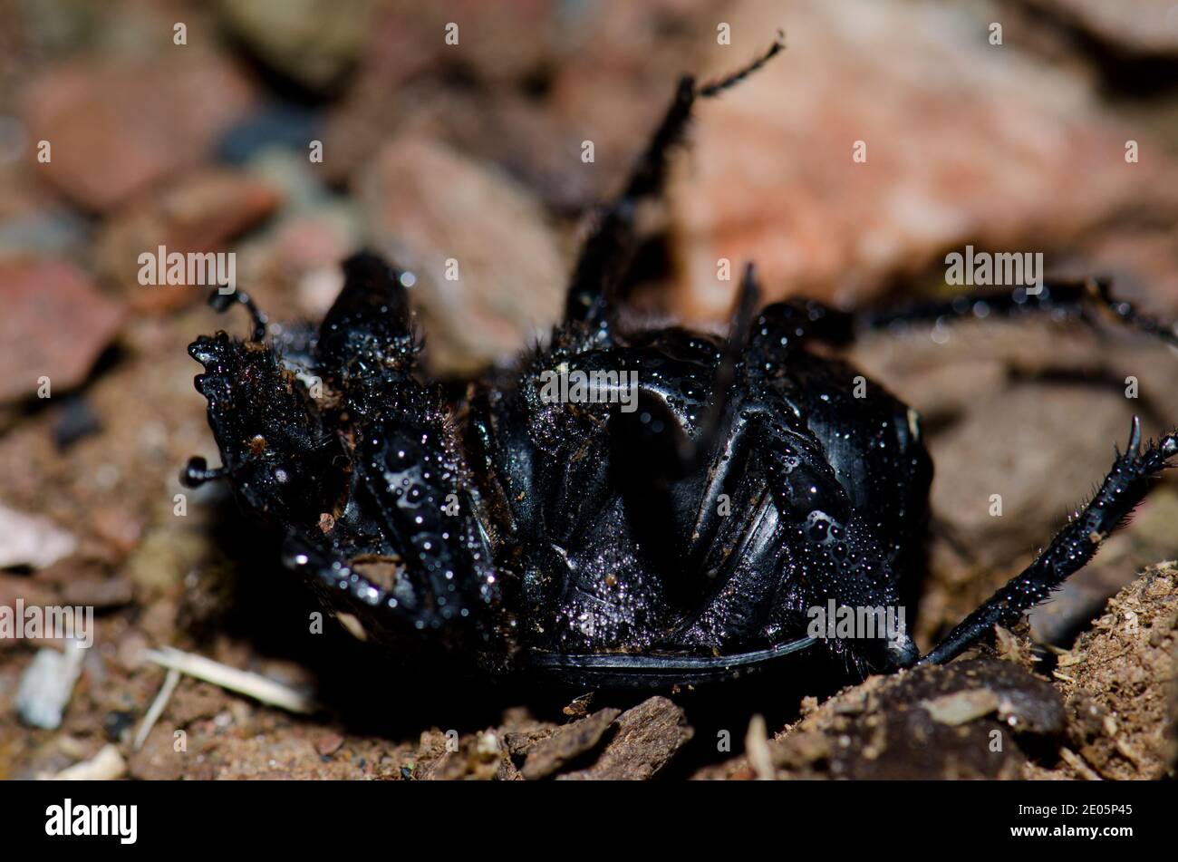 Earth-boring dung beetle Scarabaeus laticollis dead and covered by ...