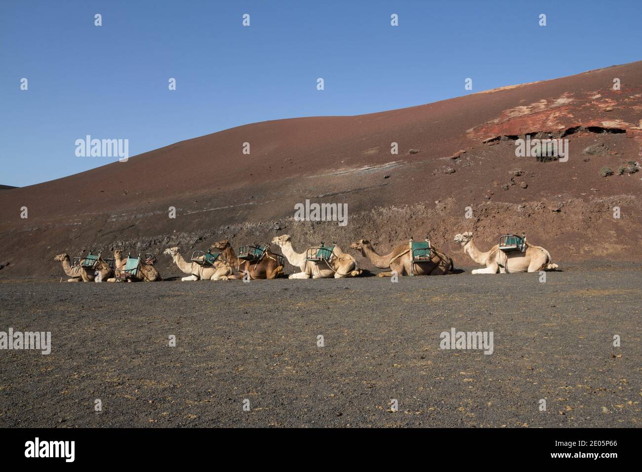 Camels sitting down hi-res stock photography and images - Alamy