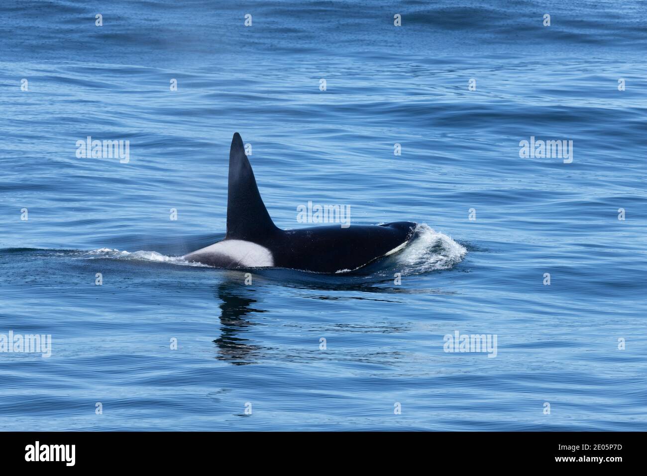 Orca killer whale Stock Photo - Alamy