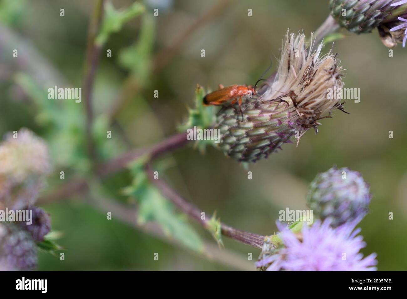 Species of soldier beetle hi-res stock photography and images - Alamy