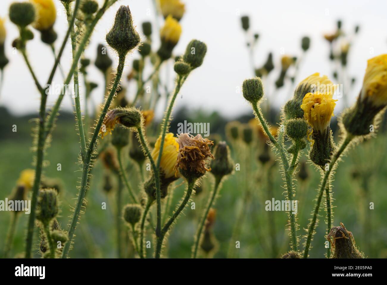 Hawkweed england hi-res stock photography and images - Alamy