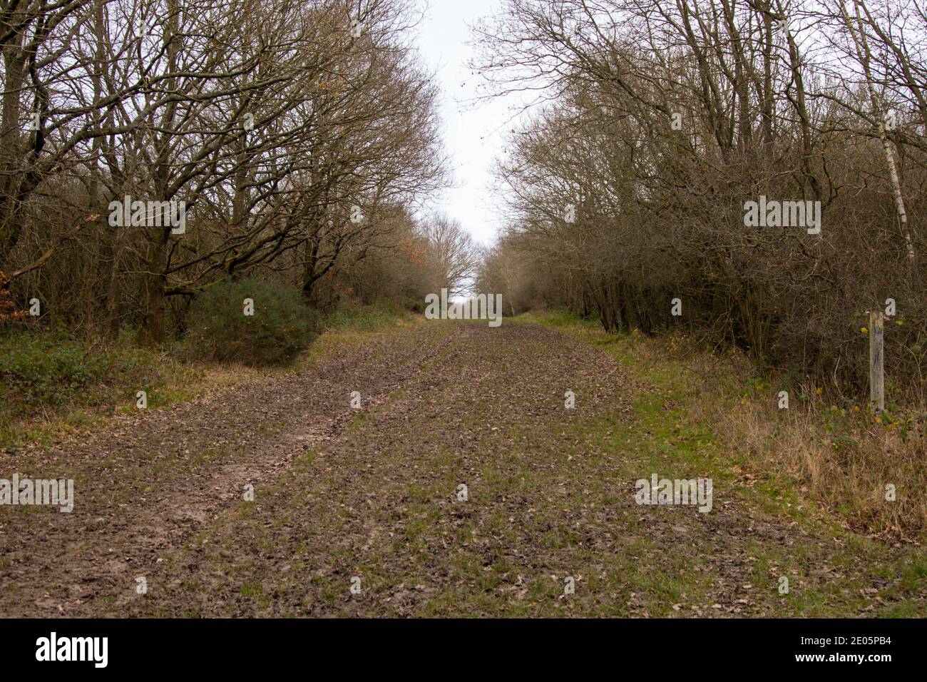 Ashtead Common, Ashtead, Surrey, UK, Autumn Winter December 2020 Stock ...