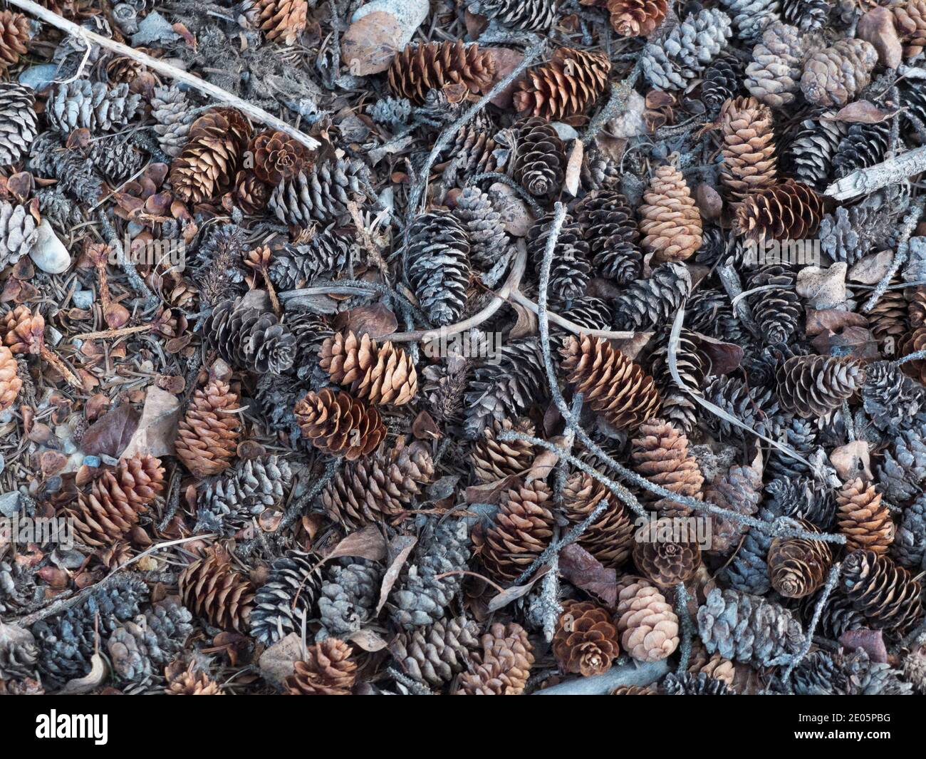 Floor tree hi-res stock photography and images - Alamy