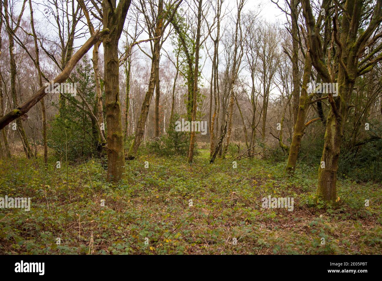 Ashtead common national nature reserve hi-res stock photography and ...