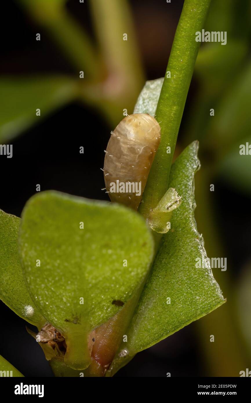 Diptera pupa hi-res stock photography and images - Alamy