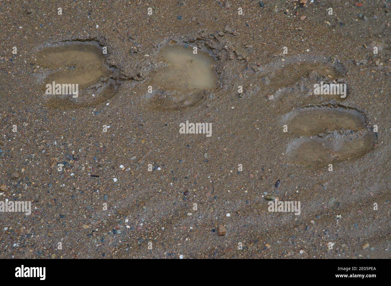 Wild boars traces hi-res stock photography and images - Alamy