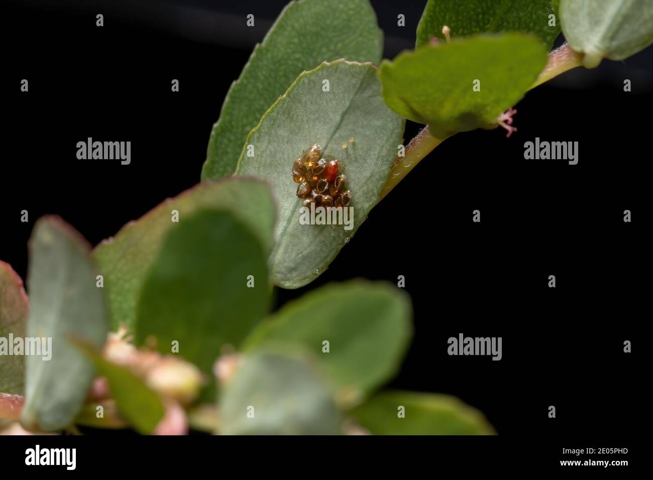 Red True Bugs eggs of the Suborder Heteroptera Stock Photo - Alamy