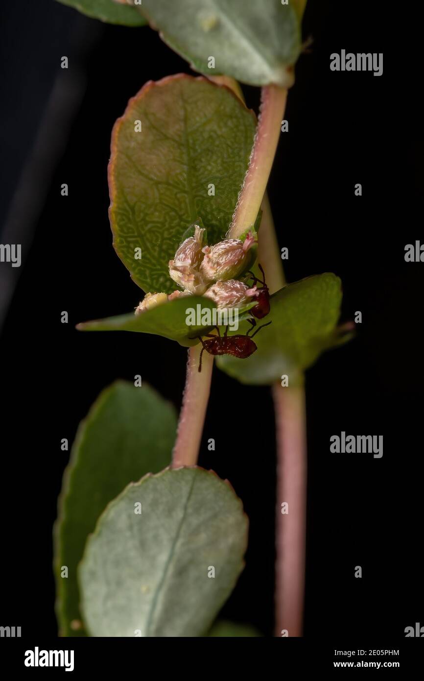Red True Bugs nymph of the Suborder Heteroptera Stock Photo - Alamy