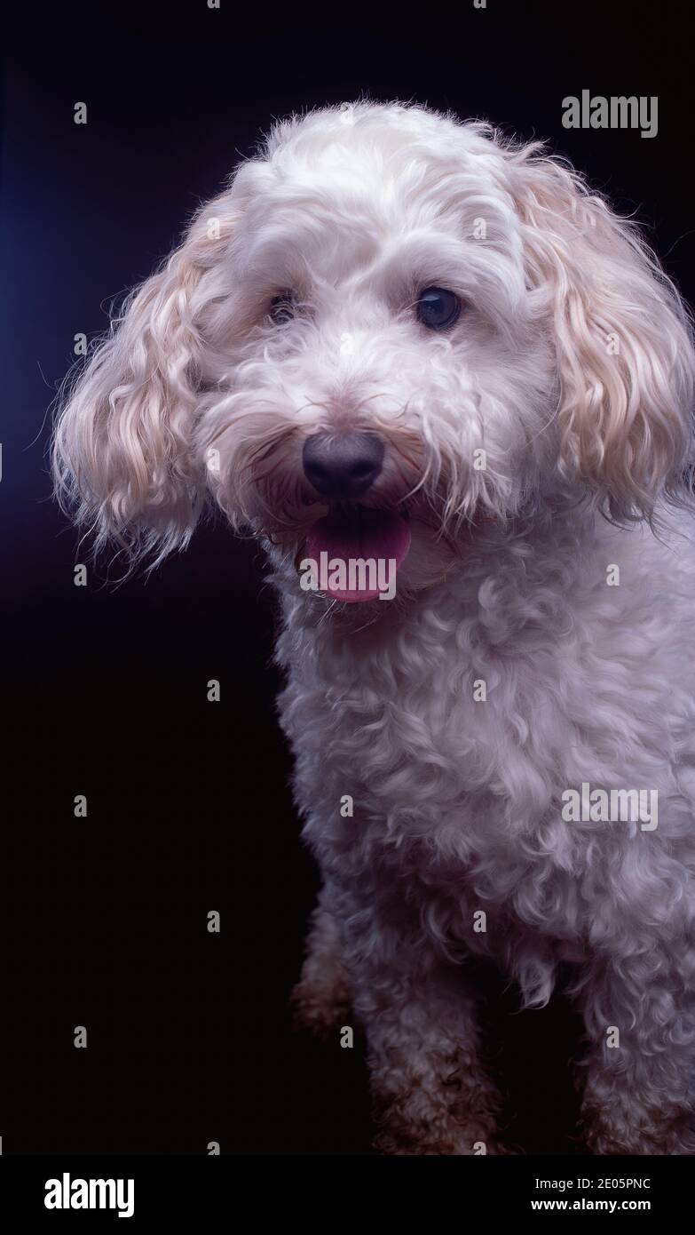 Jack a poo hi-res stock photography and images - Alamy