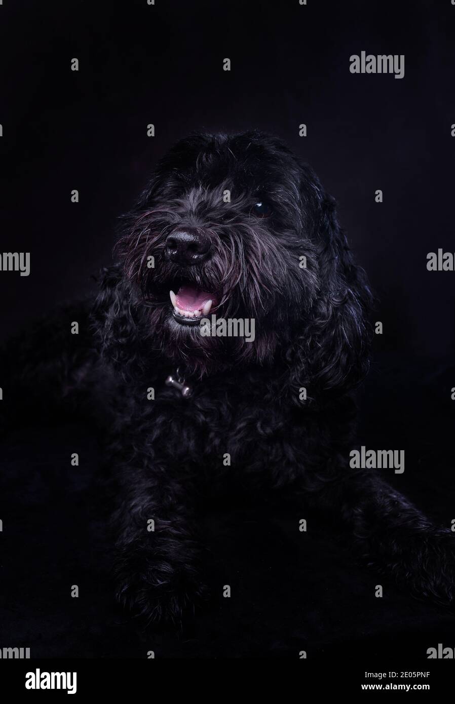 Studio portrait of Black dog Jack-a-poo Stock Photo - Alamy