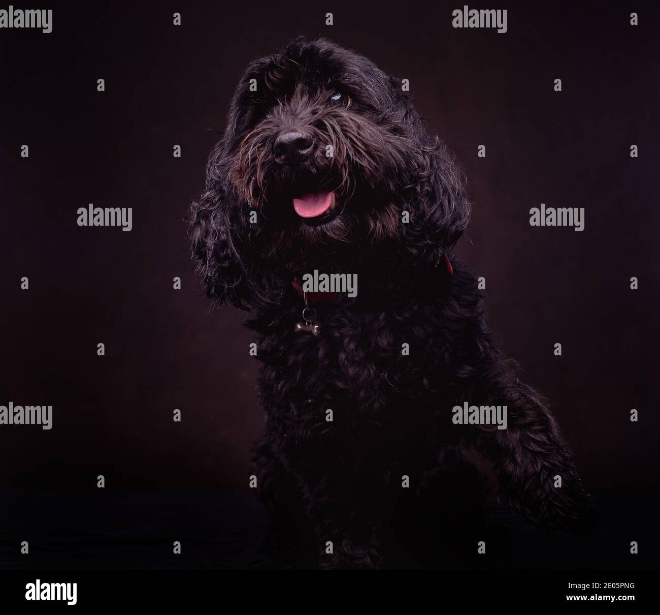 Jackapoo hi-res stock photography and images - Alamy