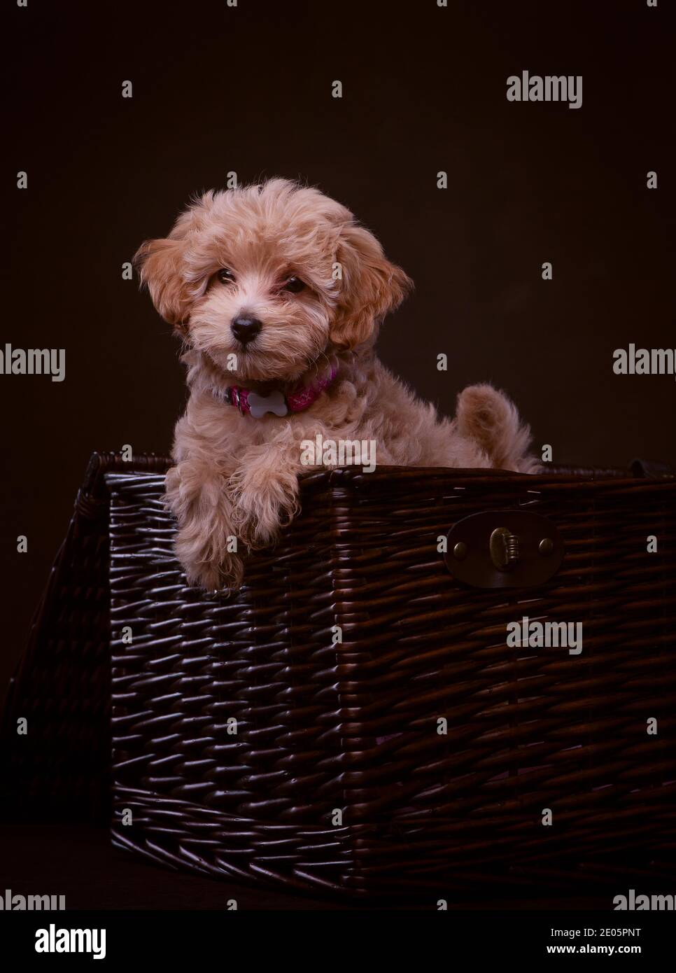 Jackapoo hi-res stock photography and images - Alamy