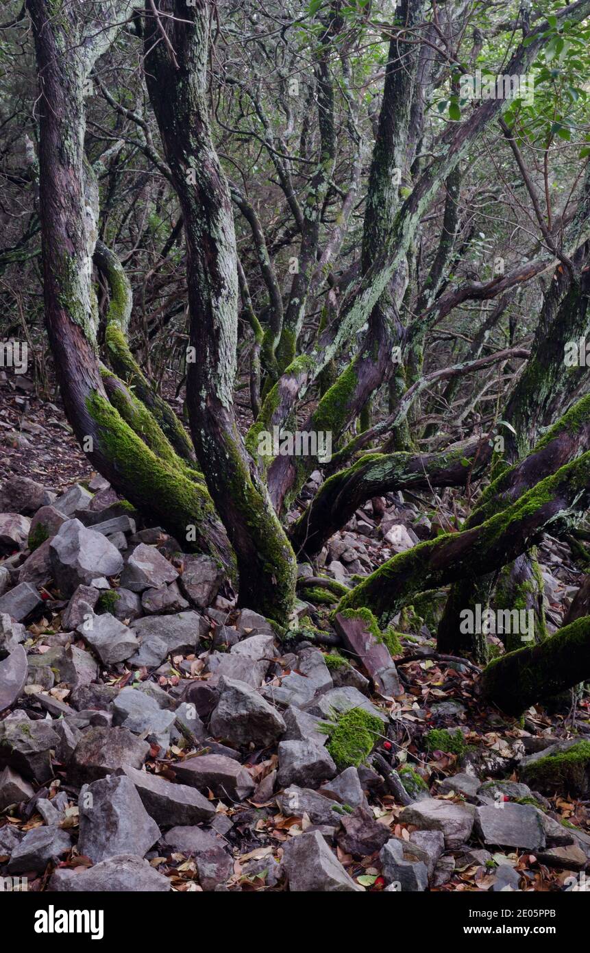Forest of strawberry tree Arbutus unedo. Monfrague National Park ...