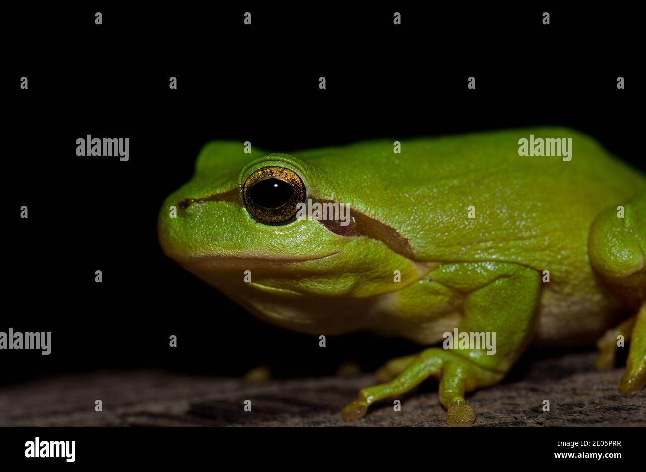 Mediterranean tree frog Hyla meridionalis. Malpartida de Plasencia ...