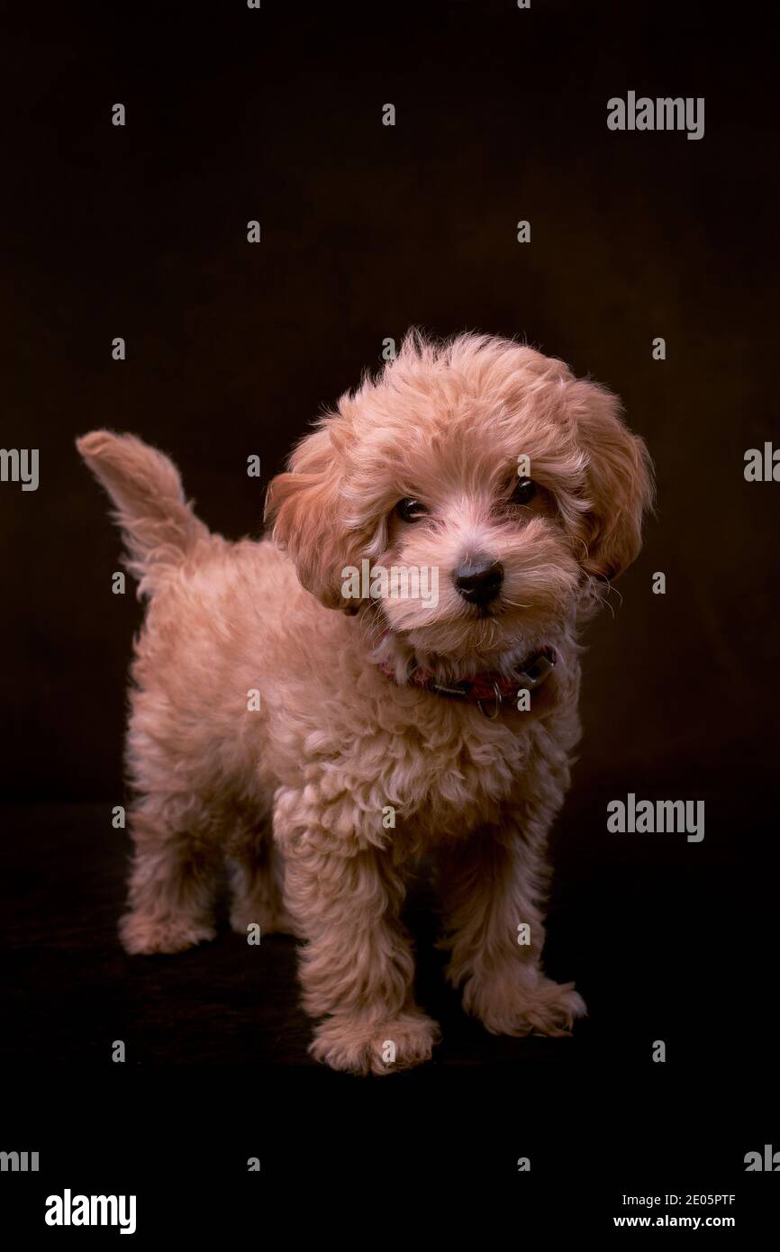 Jackapoo hi-res stock photography and images - Alamy