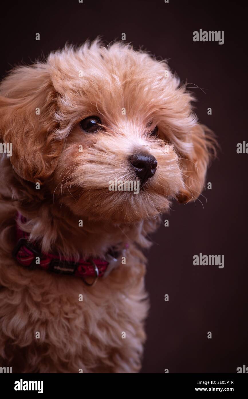 An adorable Jack-a Poo puppy shot in the studio against a brown canvas ...