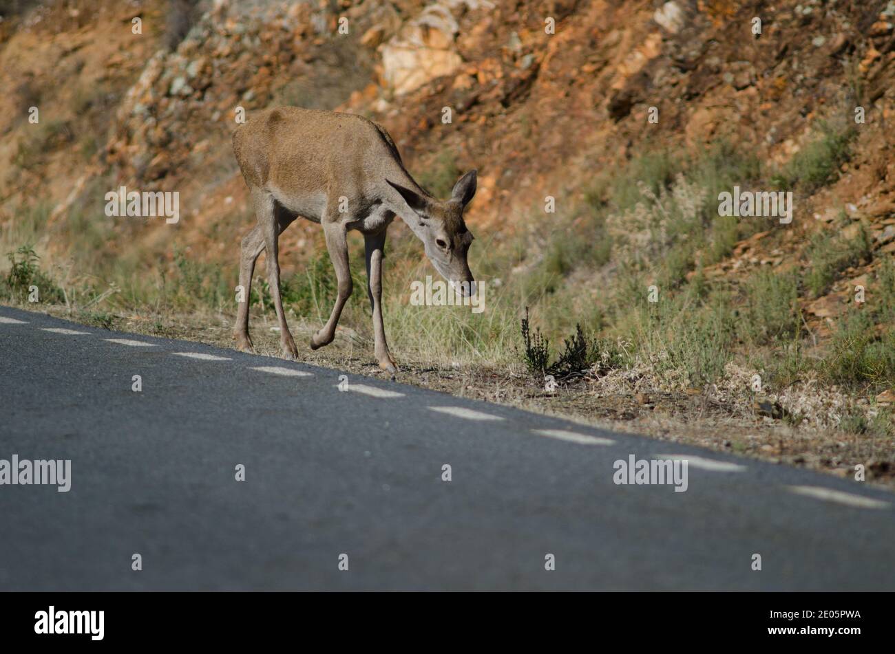 Spanish red deer Cervus elaphus hispanicus walking next to a road. Hind ...